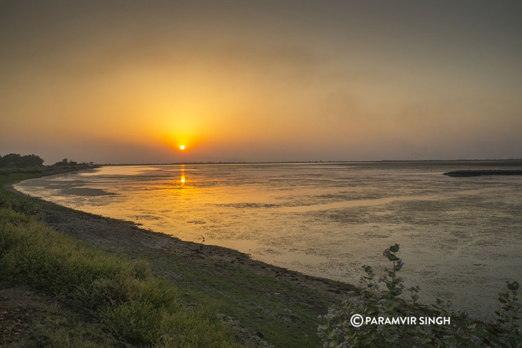 Wadhwana Wetlands : Gujarat - The Untourists